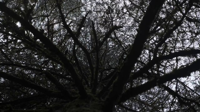 From below a tree - Free Stock Video Footage | Coverr