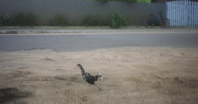 Chicken running - Free Stock Video Footage | Coverr