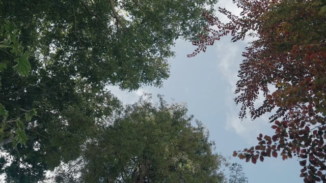 Free forest Stock Video Footage - Royalty Free Video Download | Coverr