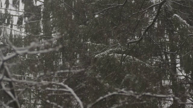 Snow falling in a forest - Free Stock Video Footage | Coverr