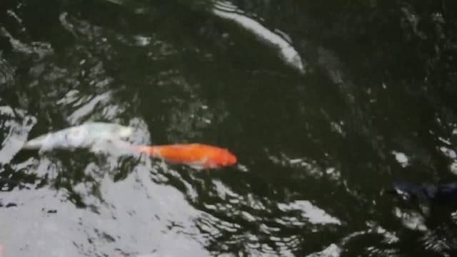 Swimming goldfish - Free Stock Video Footage | Coverr