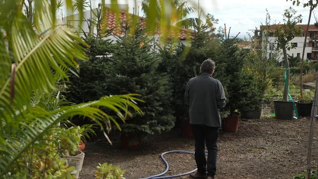 Picking a Christmas tree - Free Stock Video Footage | Coverr