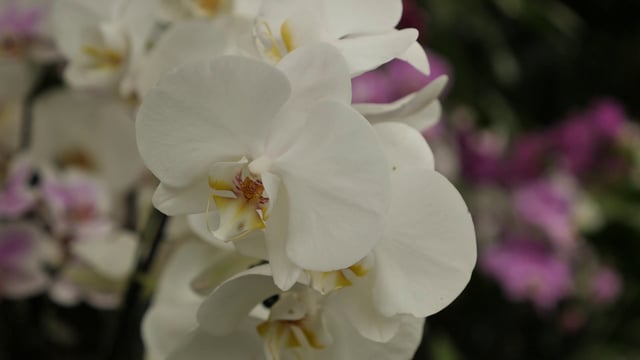 Free flower Stock Video Footage - Royalty Free Video Download | Coverr