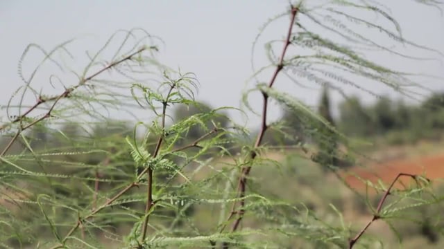 Plants blowing in the wind - Free Stock Video Footage | Coverr