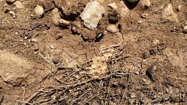 Black bug crawling - Free Stock Video Footage | Coverr