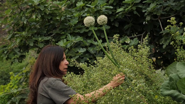 Woman picking dandelions from a garden - Free Stock Video Footage | Coverr