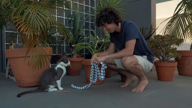 A man plays with his cat - Free Stock Video Footage | Coverr