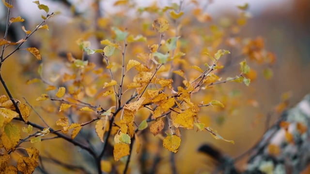 Rustling leaves - Free Stock Video Footage | Coverr